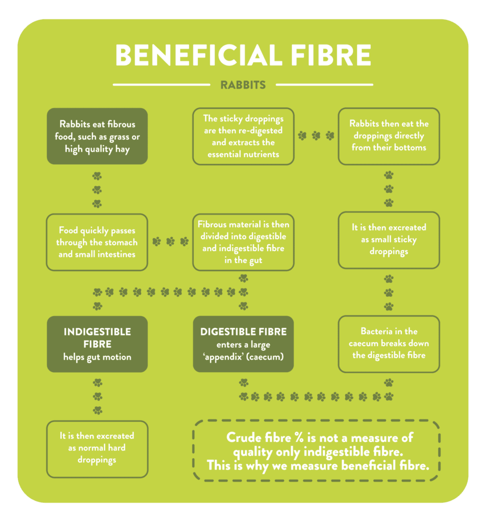 What Do Rabbits Eat | Rabbit Foods & Diets | Rabbit Feed Guide ...