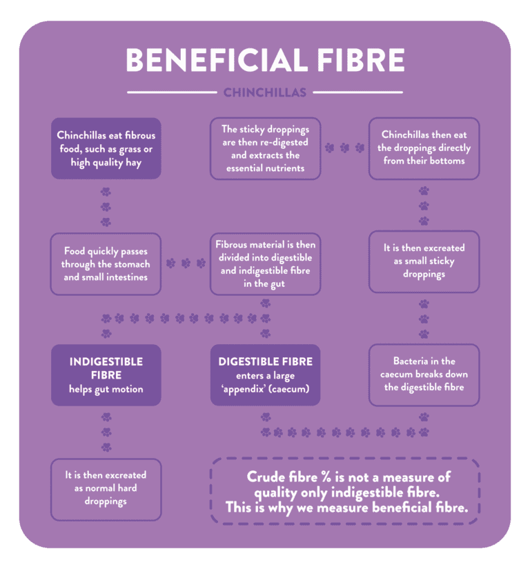 What To Feed Chinchillas | Chinchilla Diets & Safe Food Lists | Burgess ...