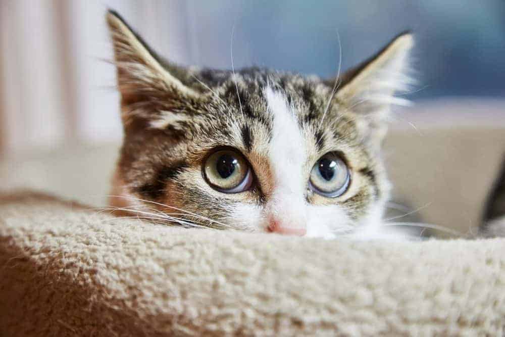 Peek-a-boo – hello kitty, I see you! | Burgess Pet Care