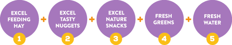 What To Feed Chinchillas | Chinchilla Diets & Safe Food Lists | Burgess ...