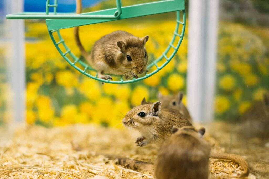 Gerbil Food | Quality Gerbil Feeding Pellets | Burgess Pet Care