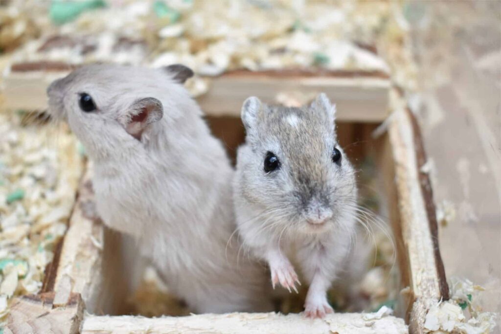 Gerbils And Rat