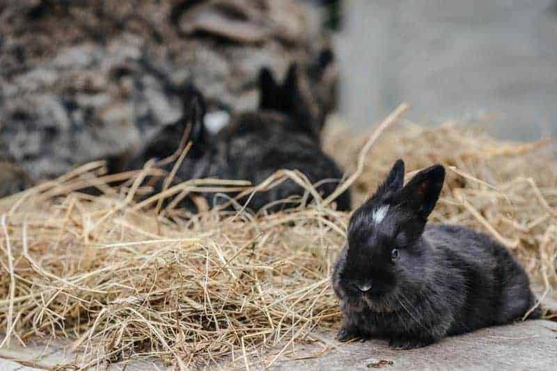 Rabbit Nuggets | Junior, Mature & Indoor | Burgess Pet Care