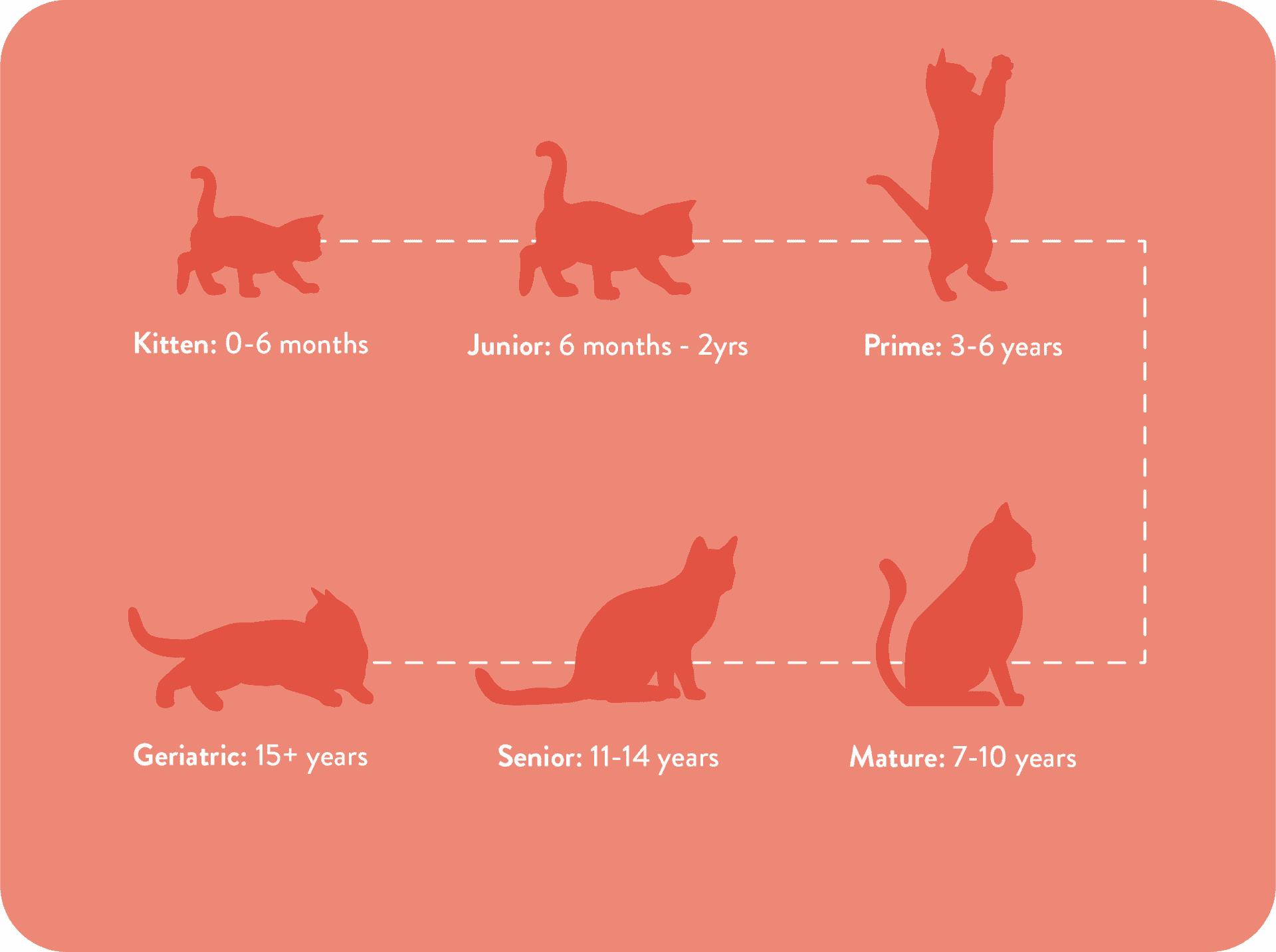 Cat Kitten Feeding Guide How Much When What To Feed To Your Cat Cat Kitten Feeding Guide How Much When What To Feed To Your Cat