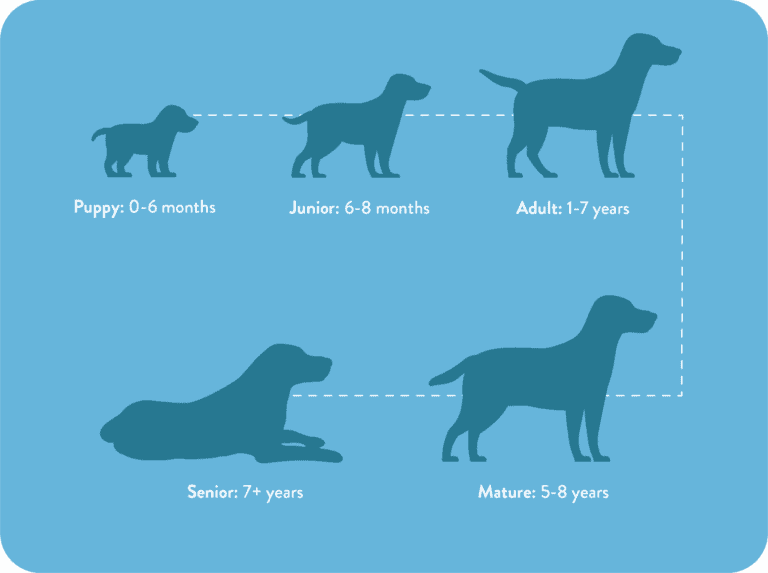 Dog & Puppy Feeding Guide | How much should I feed my dog? | Burgess ...
