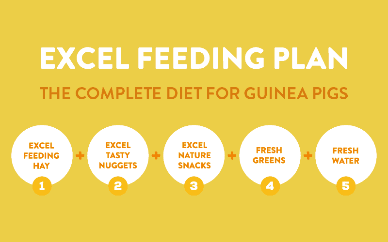 Feeding Hay | Burgess Pet Care