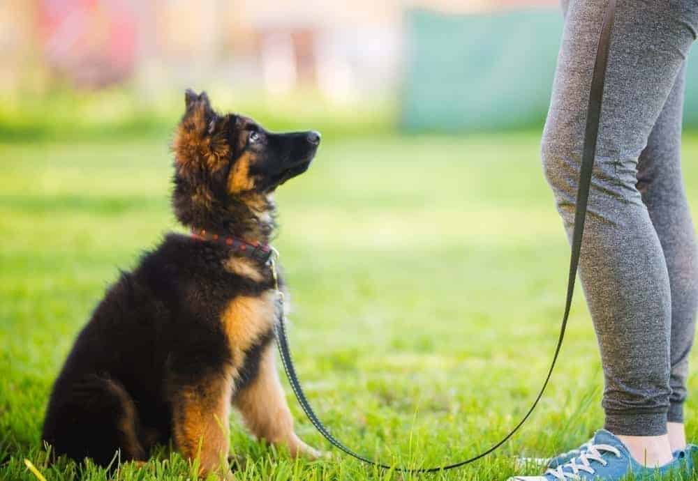 Good Dog How To Make Dog Training A Success Burgess Pet Care Good Dog How To Make Dog Training A Success Burgess Pet Care