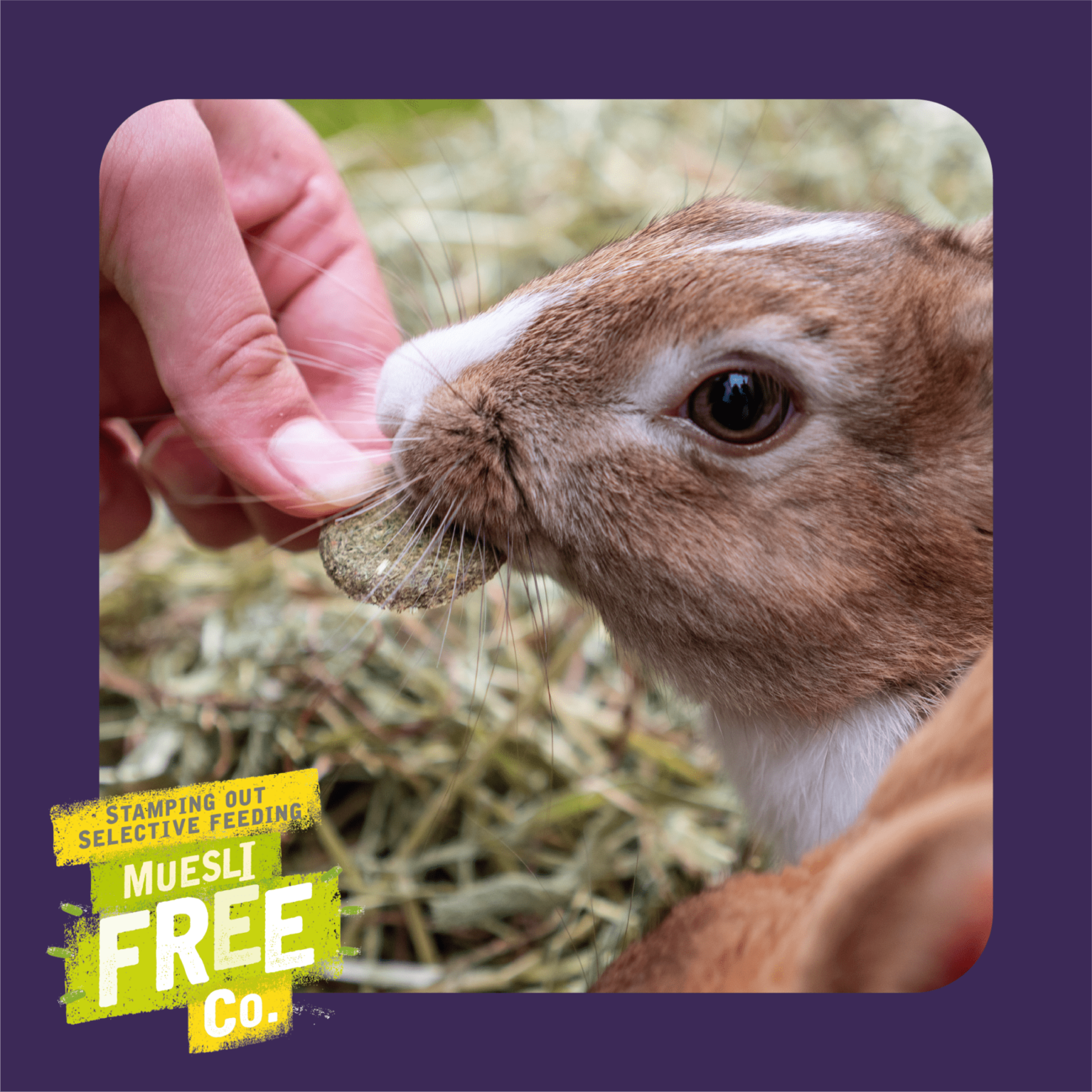 Forage mixes for rabbits and guinea pigs | Burgess Pet Care