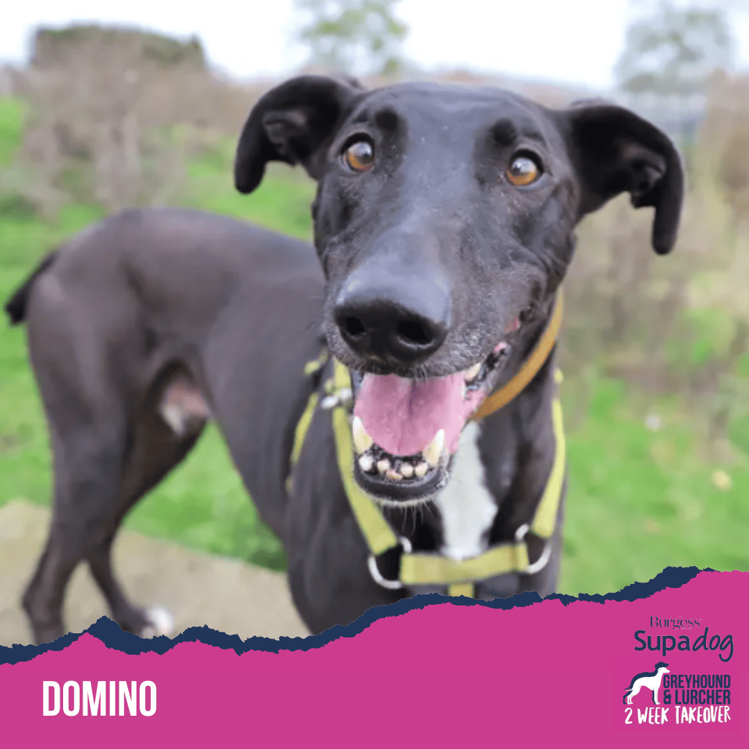 Greyhound and Lurcher Adopt a Rescue | Burgess Pet Care