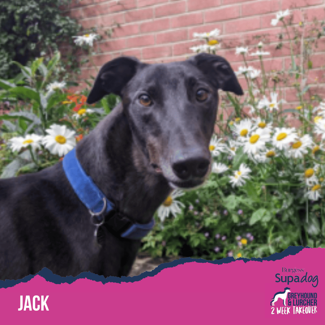 Greyhound and Lurcher Adopt a Rescue | Burgess Pet Care