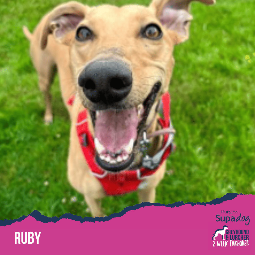 Greyhound and Lurcher Adopt a Rescue | Burgess Pet Care