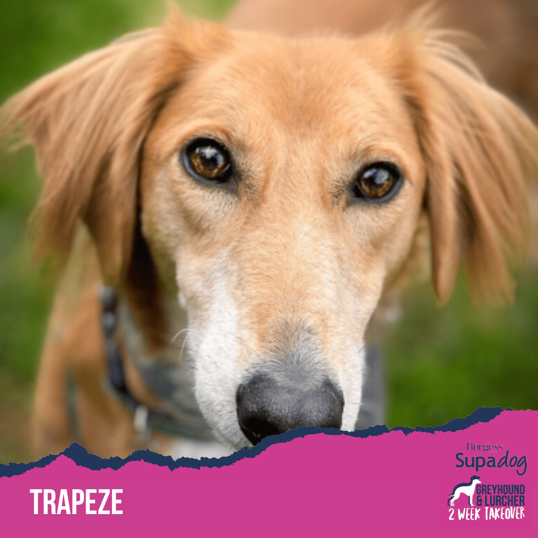 Greyhound and Lurcher Adopt a Rescue | Burgess Pet Care